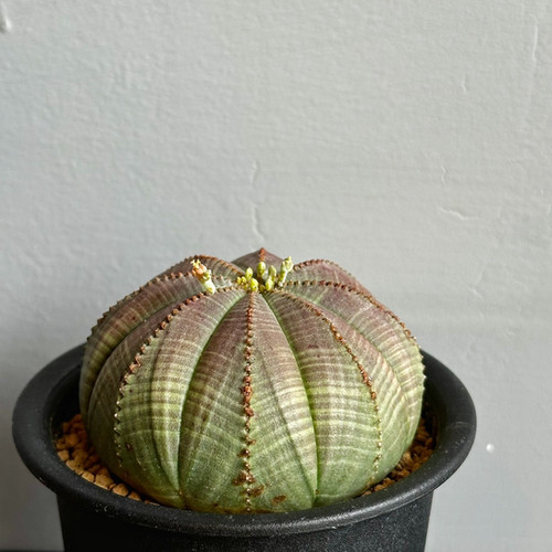 ユーフォルビア オベサ #106 | BIZARRE GREEN