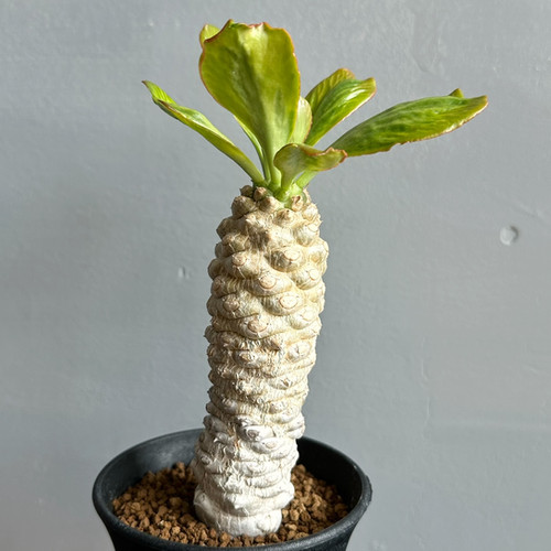 ユーフォルビア ポイゾニー錦 #06 | BIZARRE GREEN