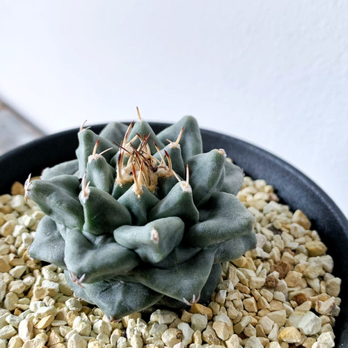 ツルビニカルプス 大疣アロンソイ ＃03 | BIZARRE GREEN