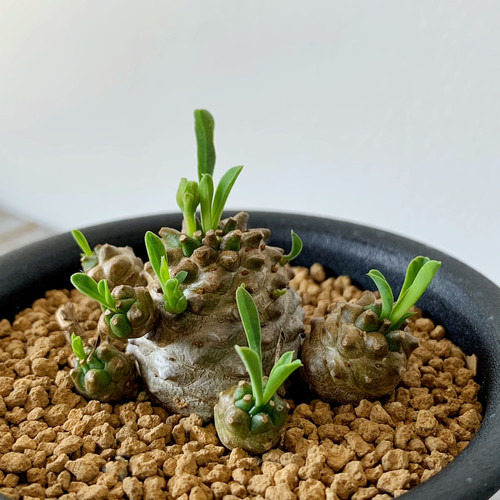 ユーフォルビア 峨眉山 #14 | BIZARRE GREEN