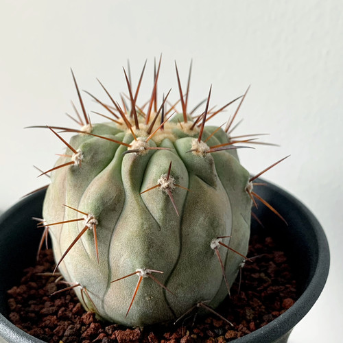 コピアポア シネレア コルムナアルバ（孤竜丸）＃10 | BIZARRE GREEN