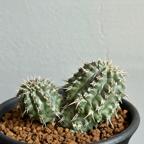 ユーフォルビア フィリプシオイデス ＃06 | BIZARRE GREEN