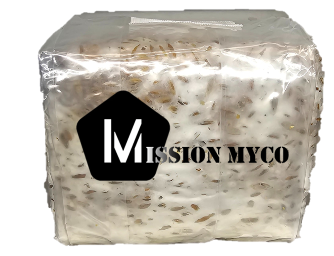 Lion's Mane Mushroom Inoculated Grain Spawn | Mission Myco