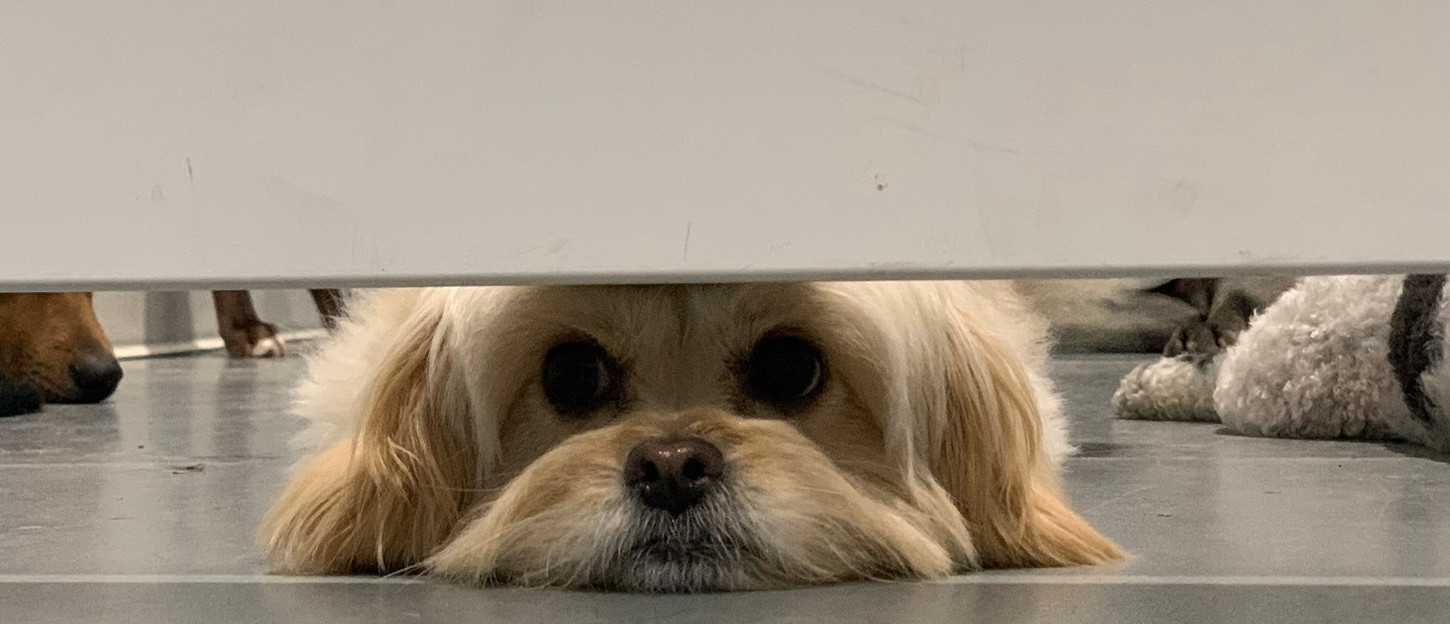 The Pooped Pooch | Dog Walking and Pet Care | Dorchester