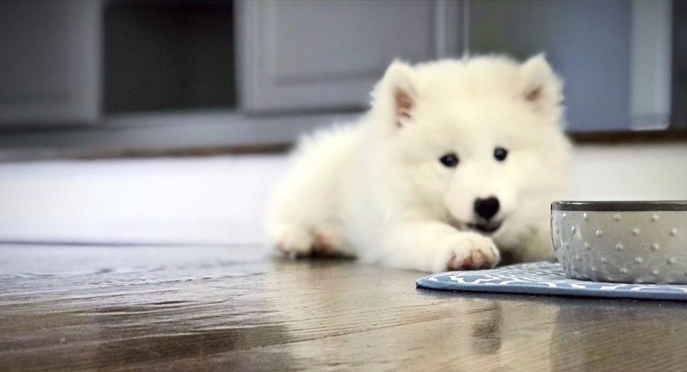 The Pooped Pooch | Dog Walking and Pet Care | Dorchester