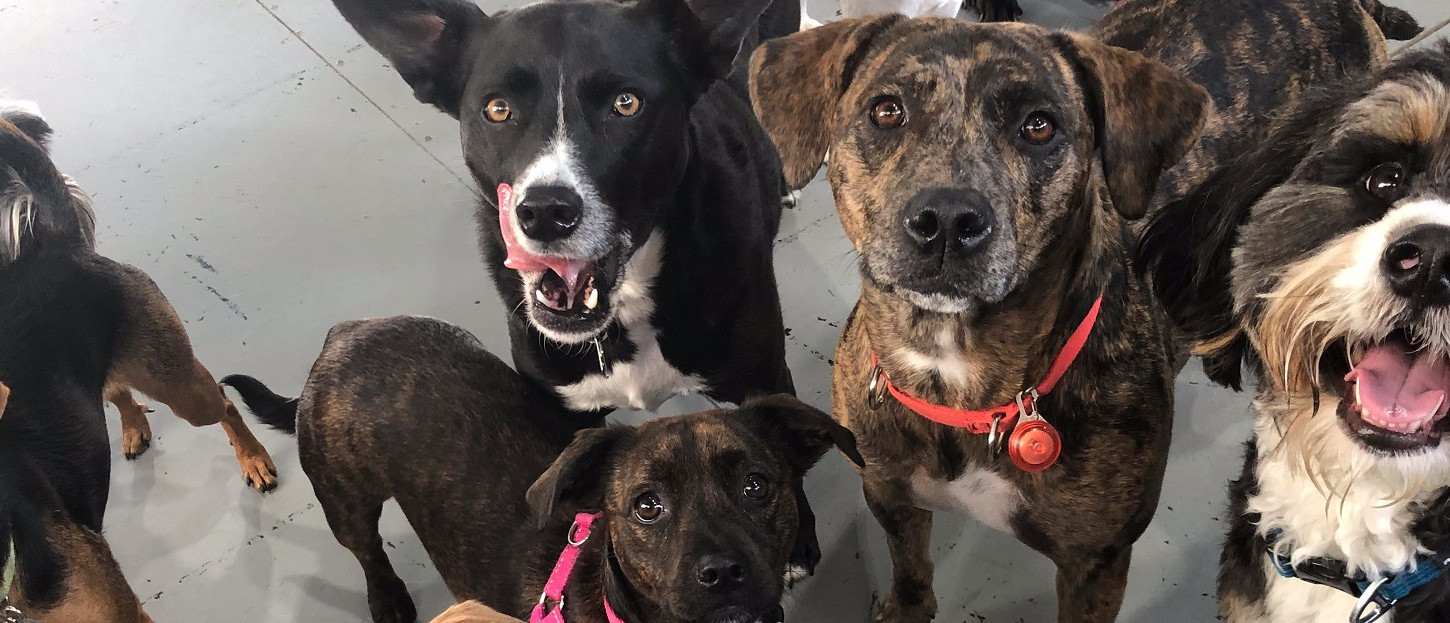 The Pooped Pooch | Dog Walking and Pet Care | Dorchester