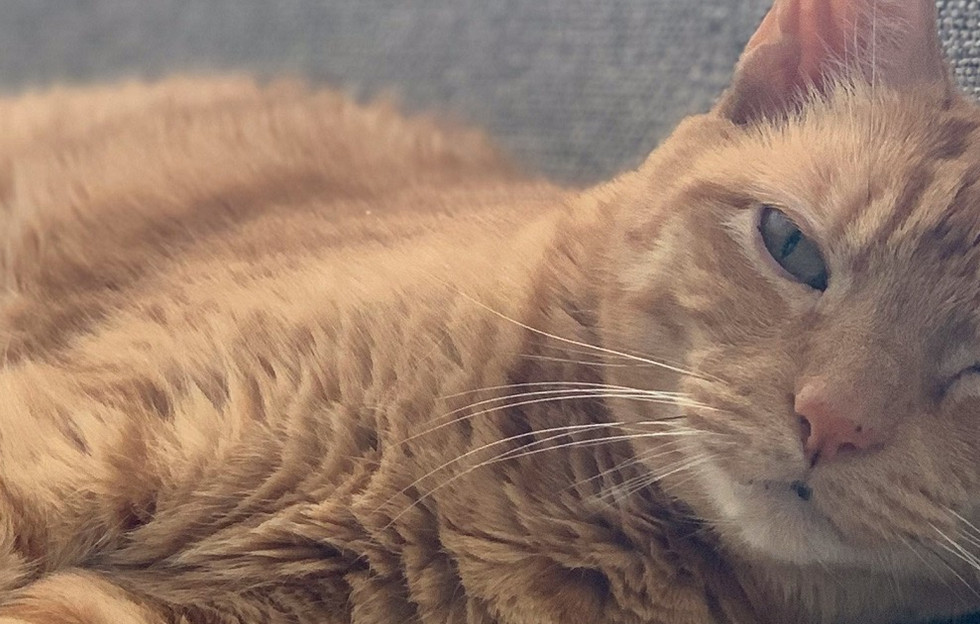 The Pooped Pooch | Dog Walking and Pet Care | Dorchester