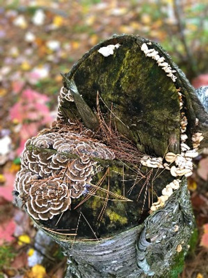 Growing the Ecosystem with Mycelium!