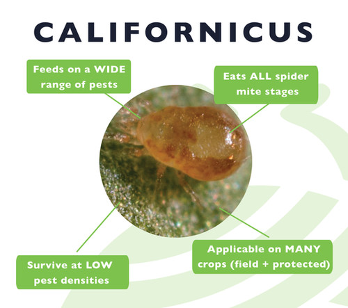 Neoseiulus californicus | HortiMarket.co.za