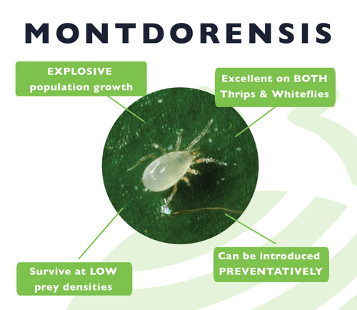 Montdorensis | HortiMarket.co.za