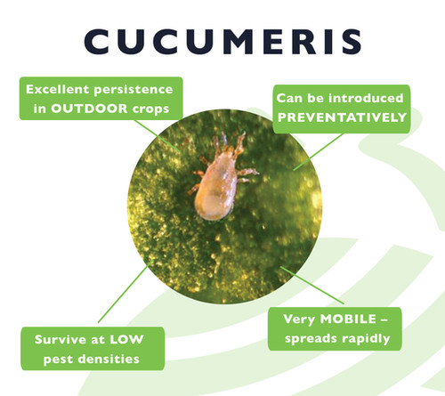 Amblyseius cucumeris | HortiMarket.co.za
