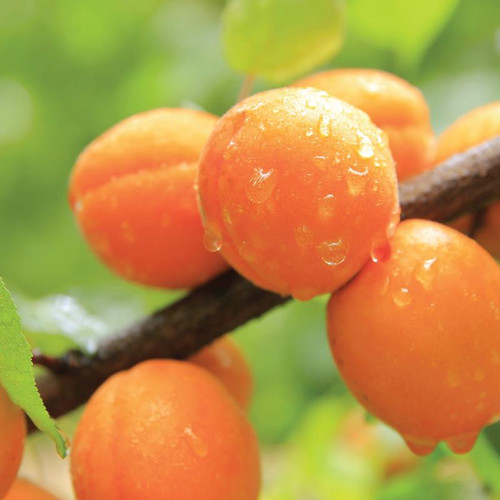 Bio-Carb K (1kg) | HortiMarket.co.za