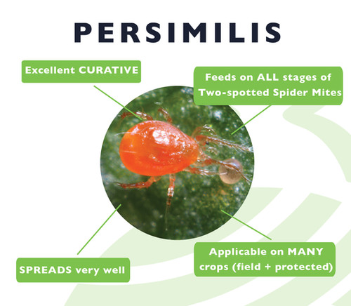 Phytoseiulus Persimilis | HortiMarket.co.za