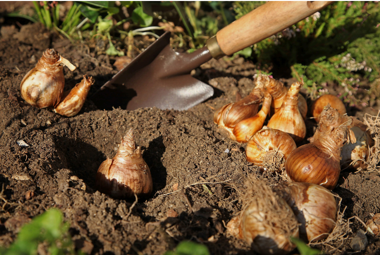 Essential Tips for Preserving and Storing Tender Bulbs
