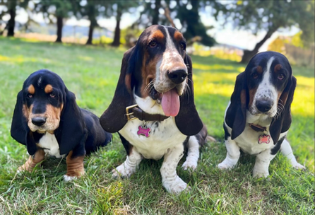 Dilley's Country Bassets | Basset Hound Puppies Oregon