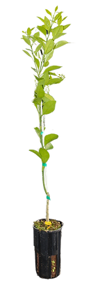 Citrus | Sierra Gold Nursery