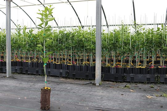 Citrus | Sierra Gold Nursery