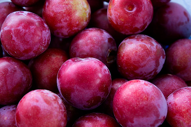 Plums | Sierra Gold Nursery
