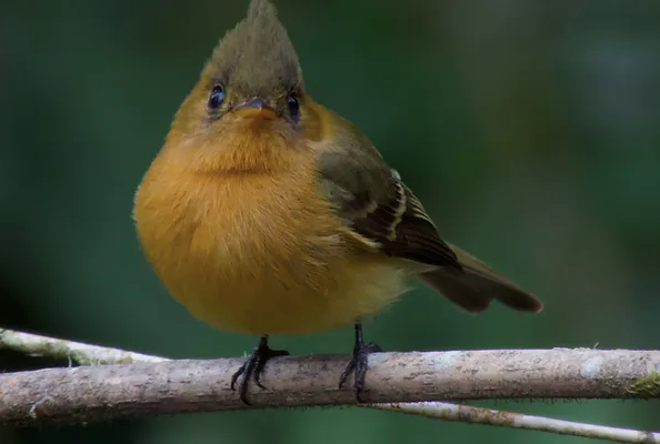 Costa Rica's Hikers Paradise | El Iral Cloud Forest