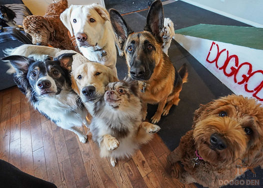 Home | DoggoDen