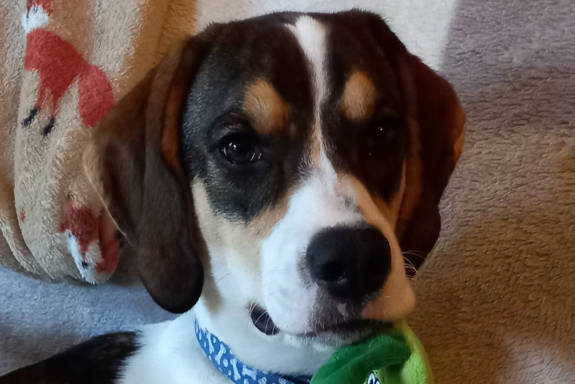 Bertie