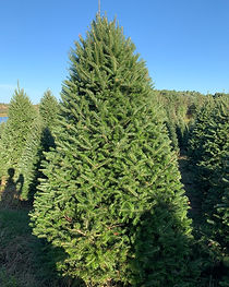 pine tree barns cromer