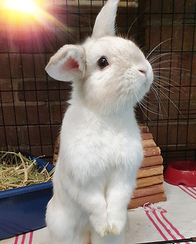 Volunteer | Rabbit Run-away Orphanage