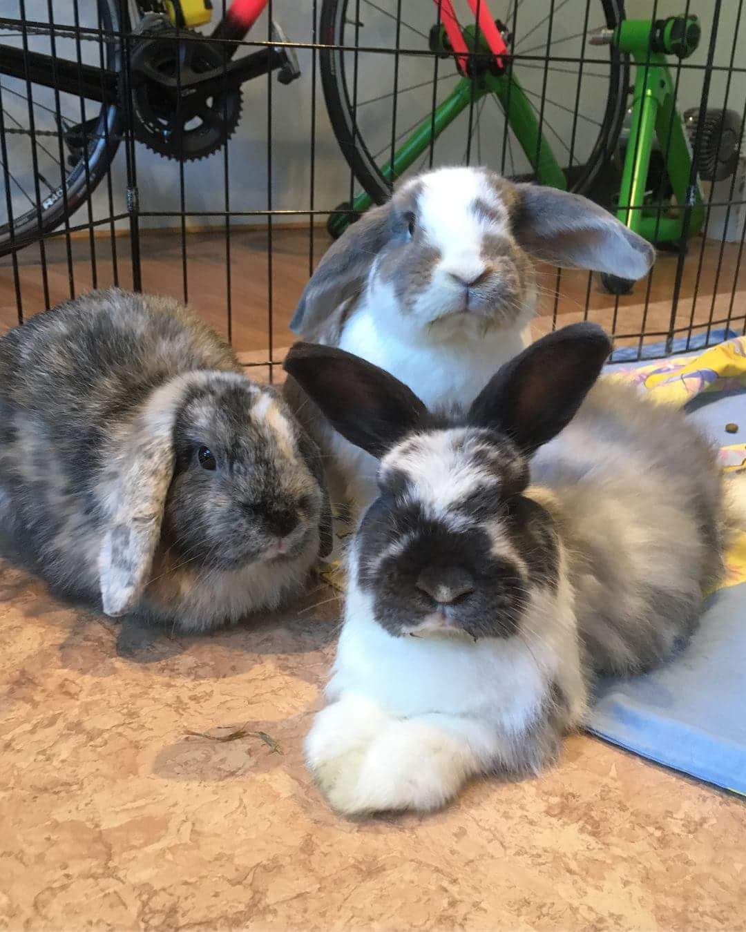 Bunny Buddies | Rabbit rescue | Olinda | Rabbit Run-Away Orphanage