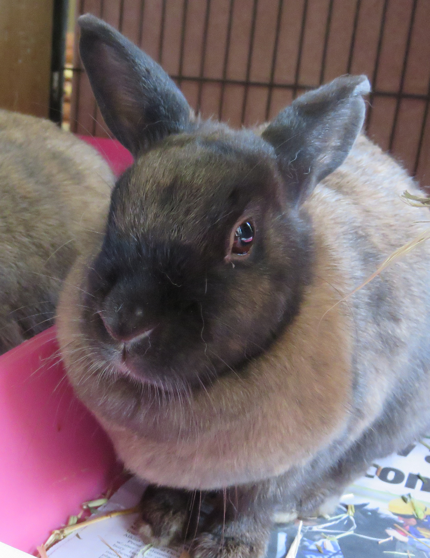 VIB Bunnies | rabbitrunaway