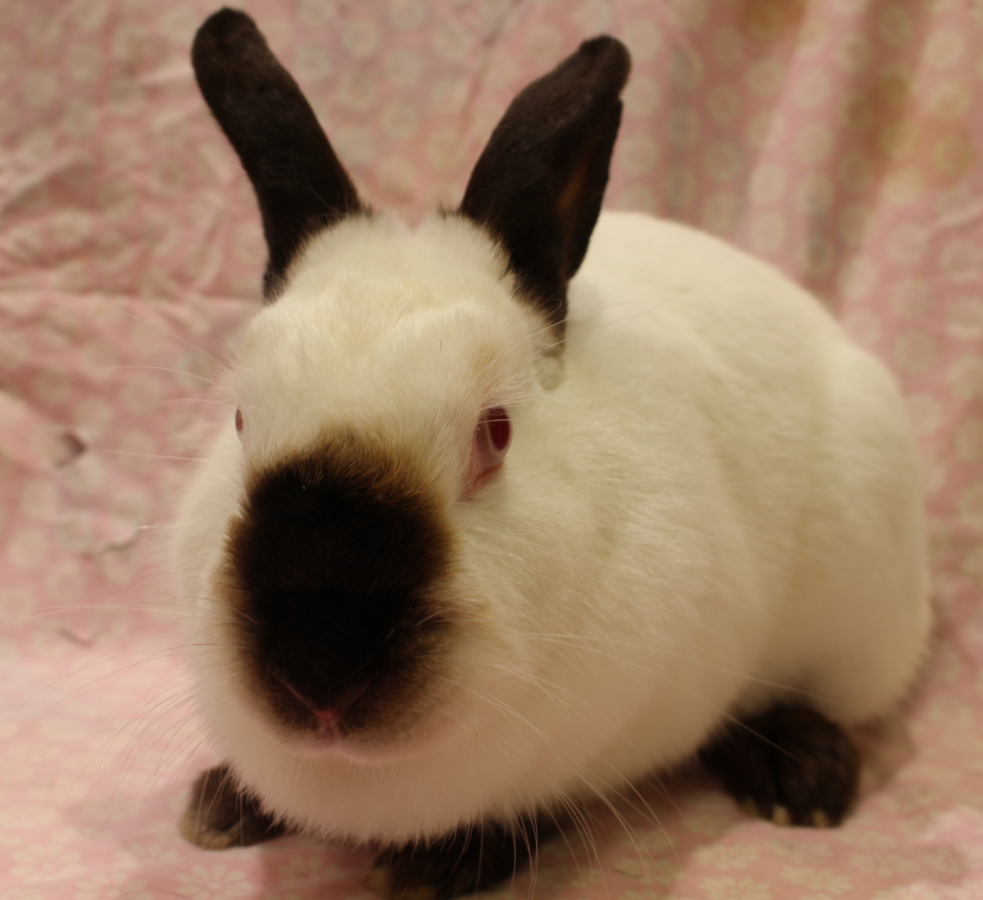 VIB Bunnies | rabbitrunaway