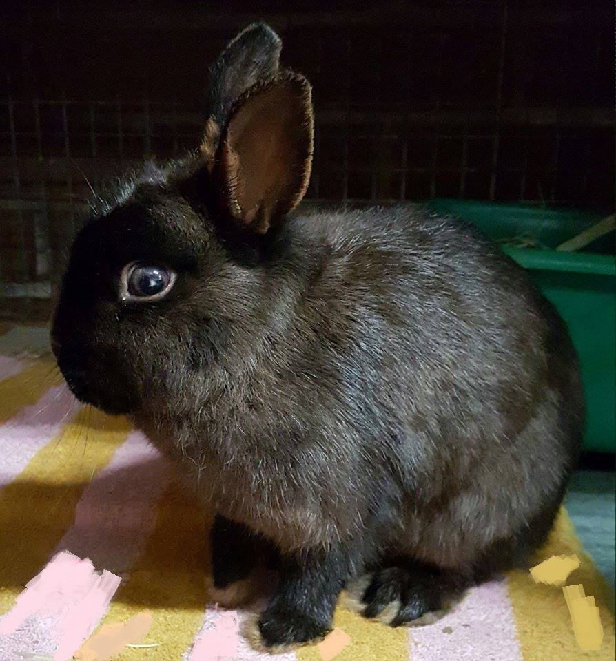 VIB Bunnies | rabbitrunaway