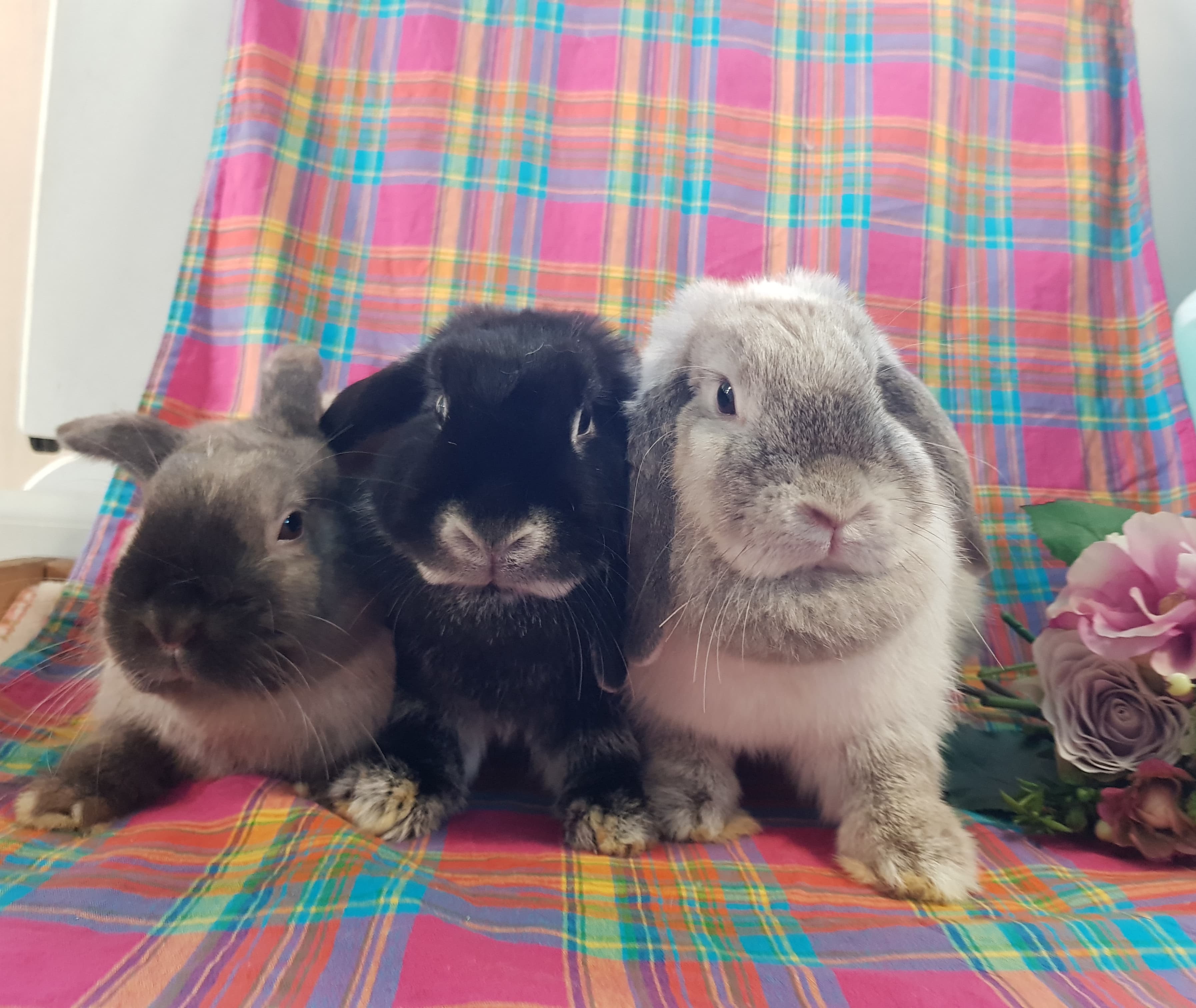 Bunny Buddies | rabbitrunaway