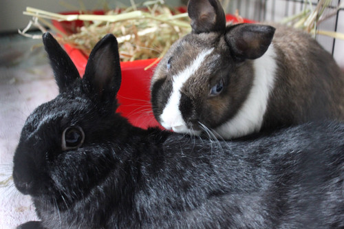 Sponsor Tilly and Black Magic | rabbitrunaway
