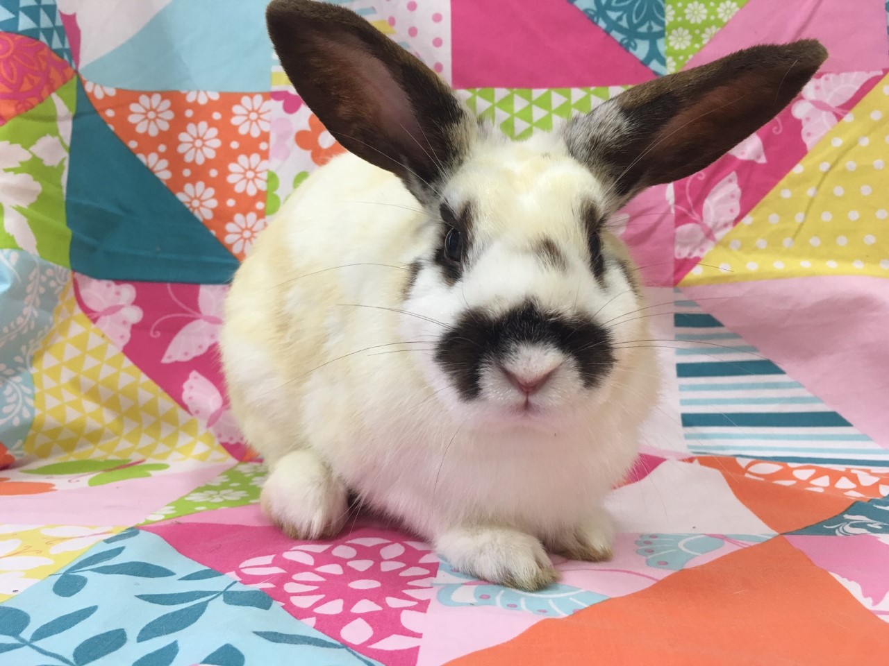 VIB Bunnies | rabbitrunaway