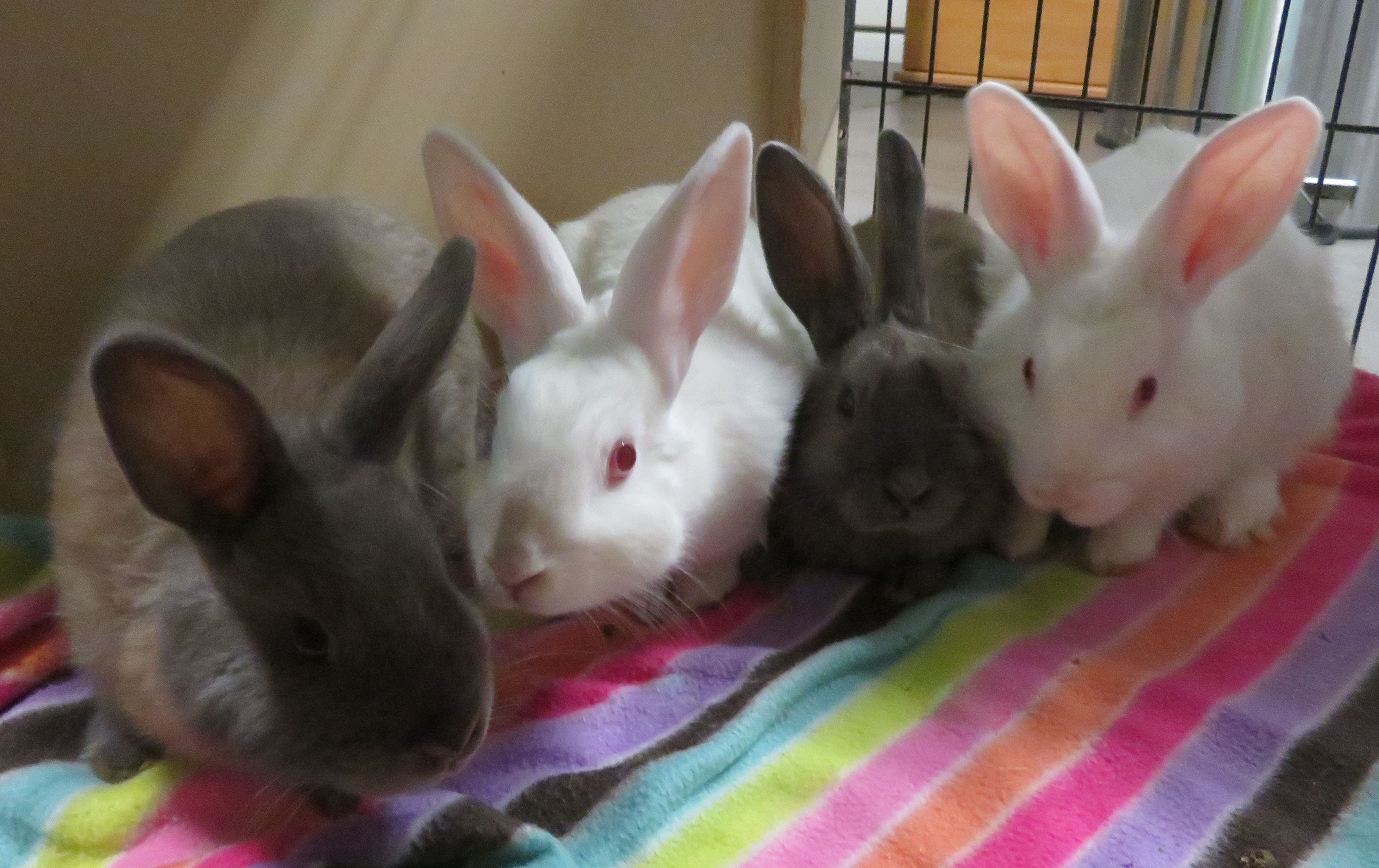 Bunny Buddies | Rabbit rescue | Olinda | Rabbit Run-Away Orphanage
