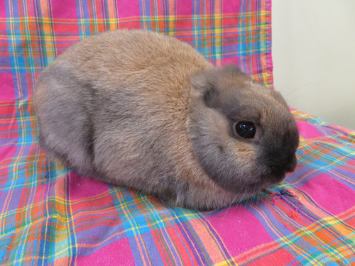 Sponsor Peanut | rabbitrunaway