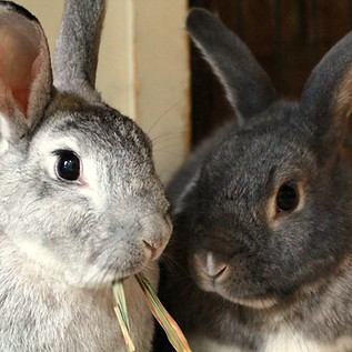 Rabbit rescue | Olinda | Rabbit Run-Away Orphanage