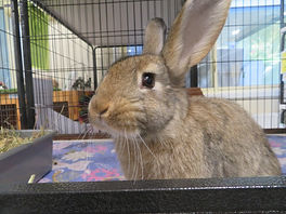 Rabbit rescue | Olinda | Rabbit Run-Away Orphanage