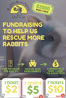 Rabbit rescue | Olinda | Rabbit Run-Away Orphanage
