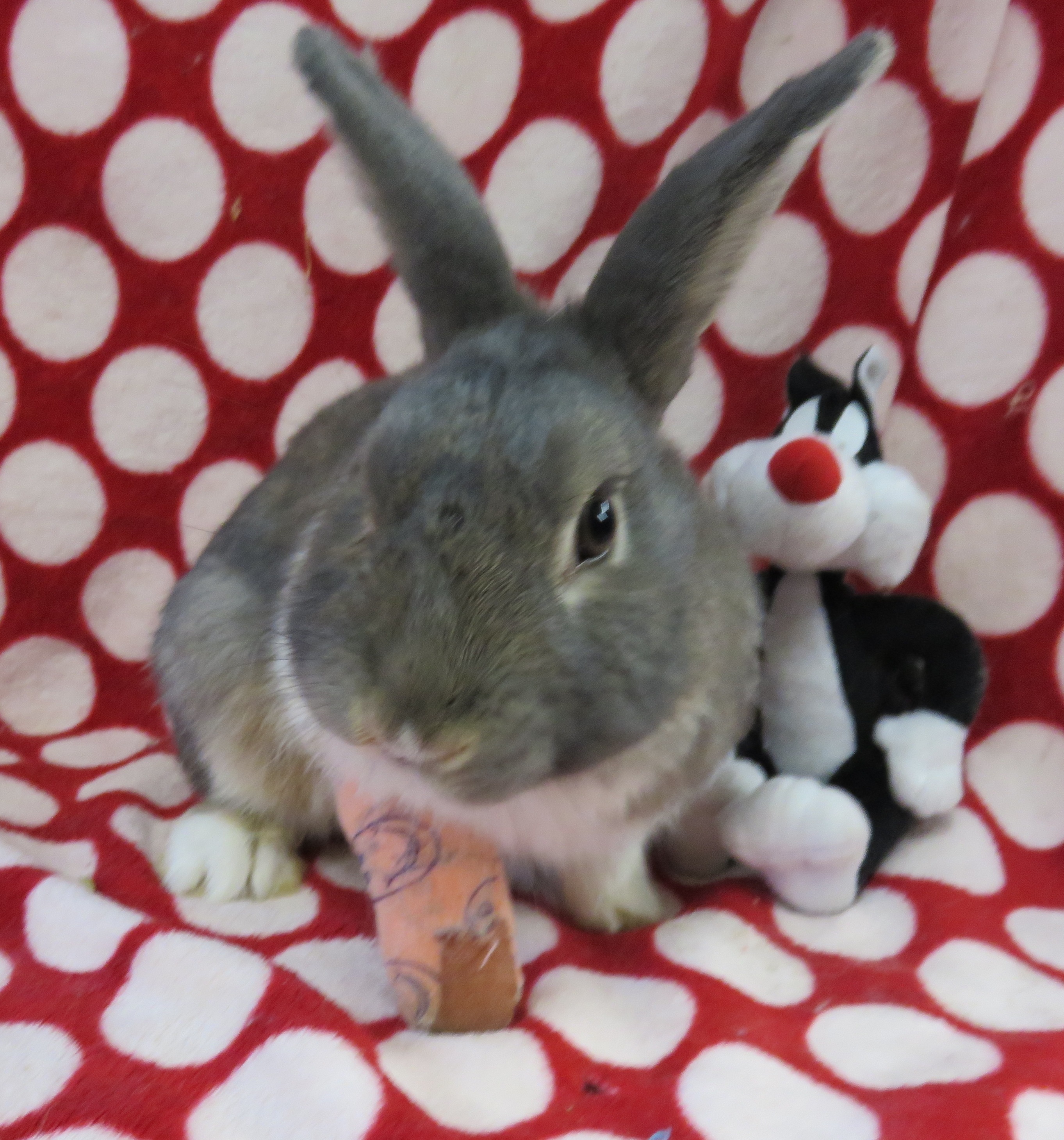 VIB Bunnies | rabbitrunaway