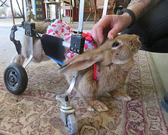 Rabbit rescue | Olinda | Rabbit Run-Away Orphanage