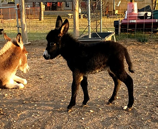 DONKEYS FOR SALE | mysite