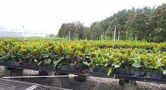 RESEARCH | Micronomix, LLC