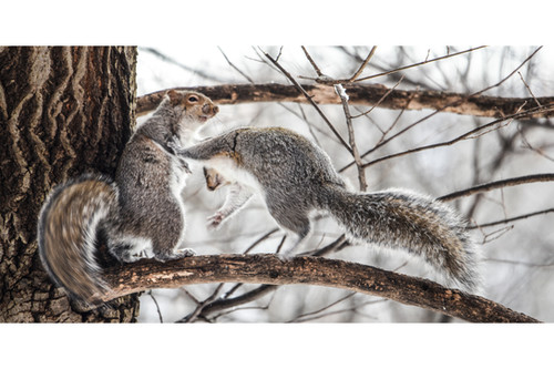 Squirrels at Play | Expedition Media