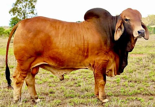 Palmal Prestige 2207 (IVF) (PP) | Gener8 Reproductio 1