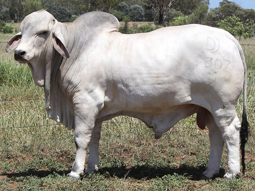 Palmal 9307 (PS) | Gener8 Reproductio 1