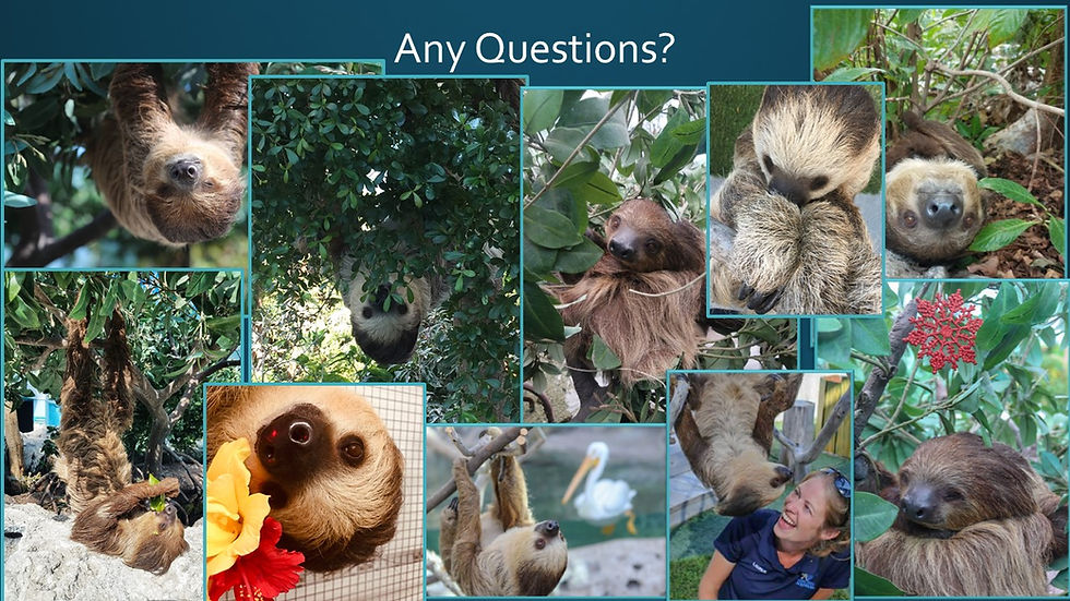 Gallery | The Science of Sloths by The Educated ZooKeeper LLC