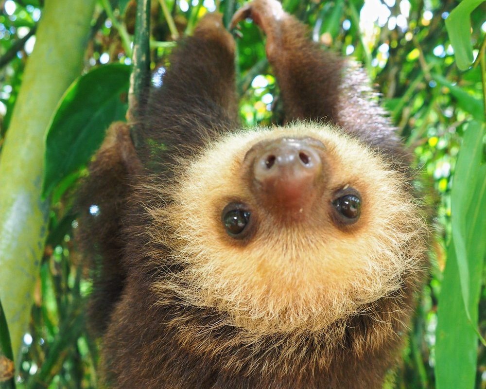 Virtual Sloth School: Foundations of Behavior | Science of Sloths