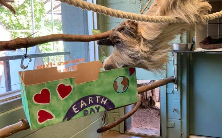 Gallery | The Science of Sloths by The Educated ZooKeeper LLC