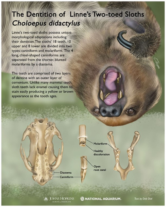 Advocacy | The Science of Sloths by The Educated ZooKeeper LLC